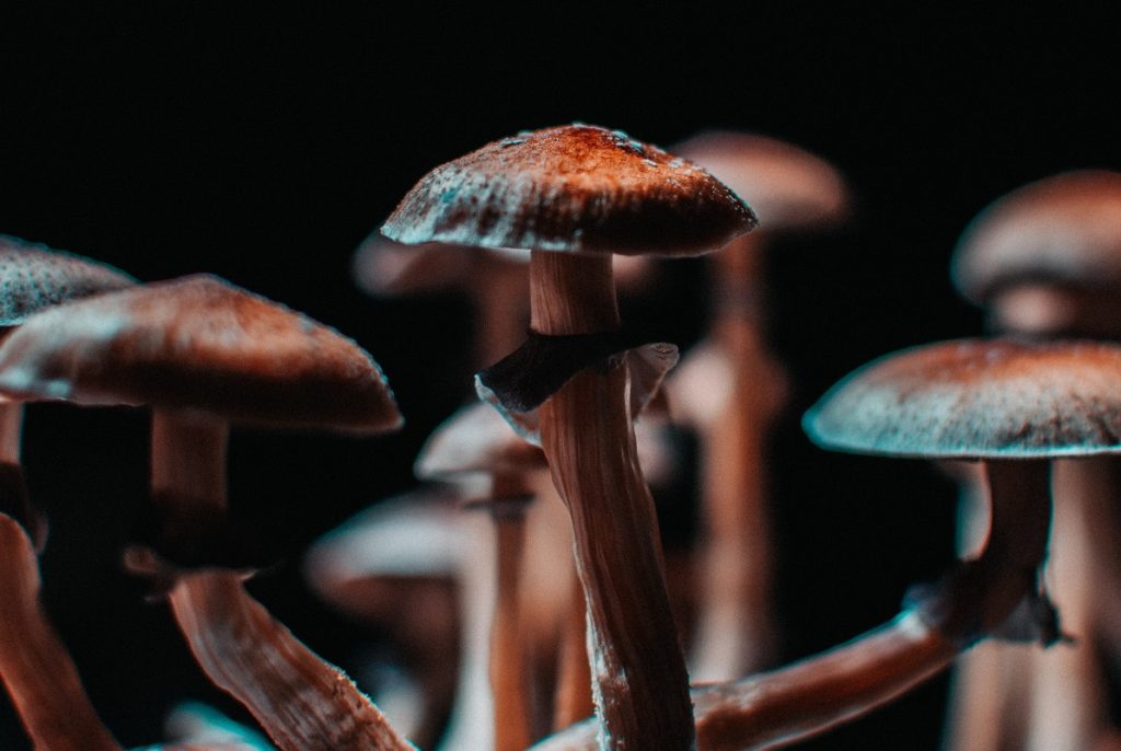Houby magický: vědci pracují na bezpečném „tripu“ - Peak.cz
